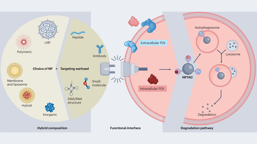 CTIMES/SmartAuto - 奈米科技新突破 NPTACs技术可精准清除致病蛋白: